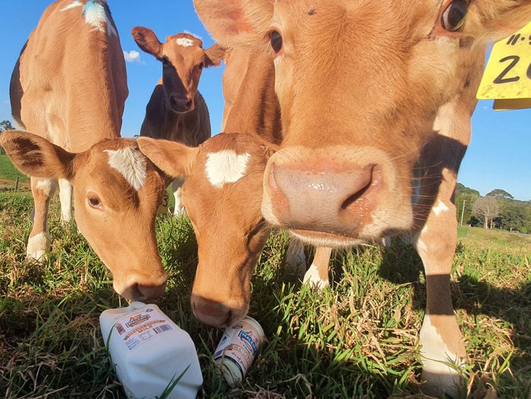 Make Mine Milk - Market Magazine