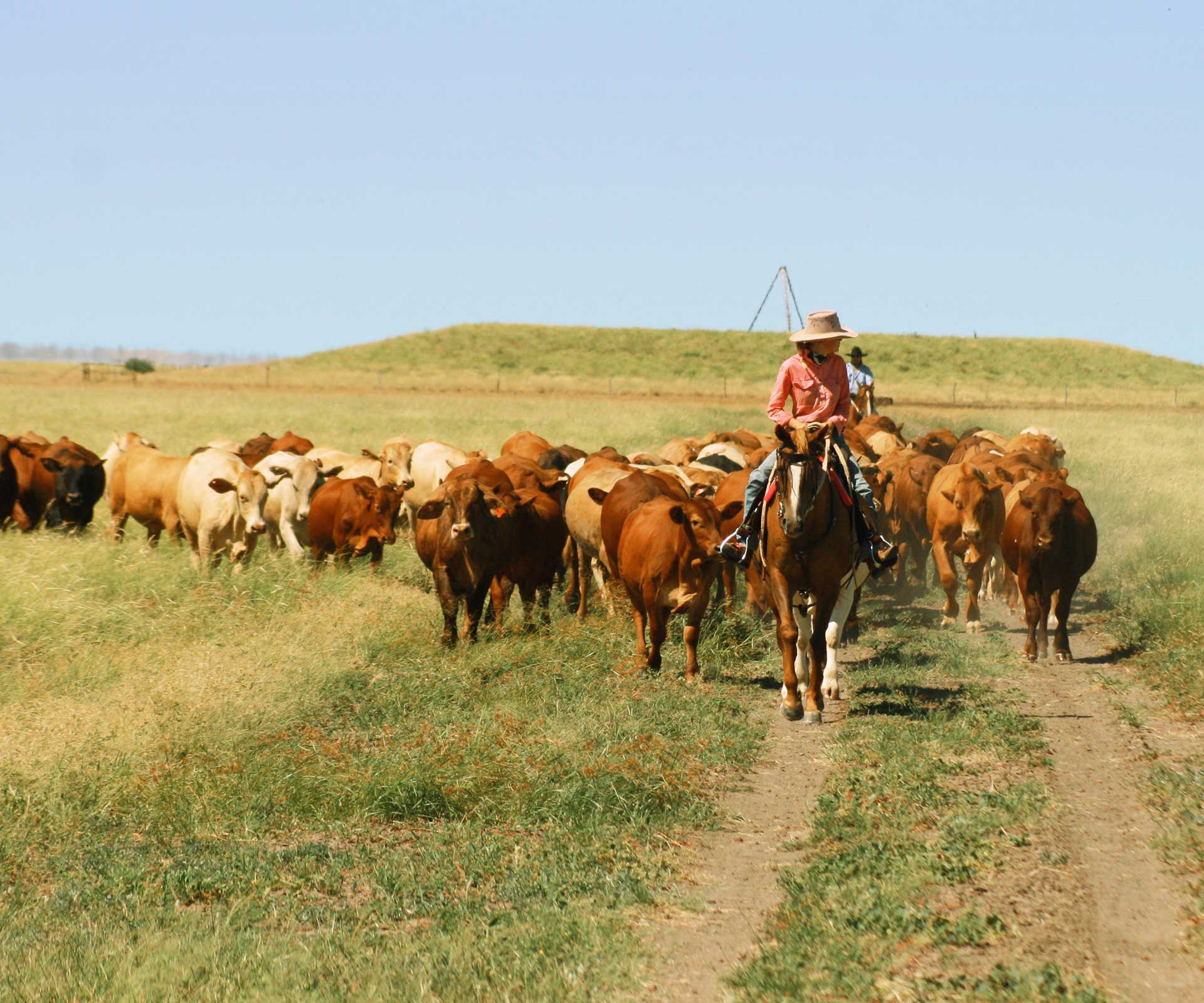Why Climate-Friendly Beef Is No Bull - Market Magazine
